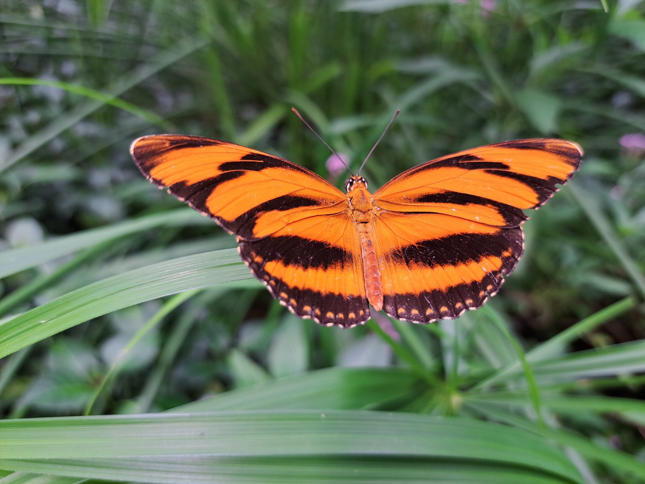 Exploring the Tropical Wonders at Papiliorama, Kerzers - Club Premium